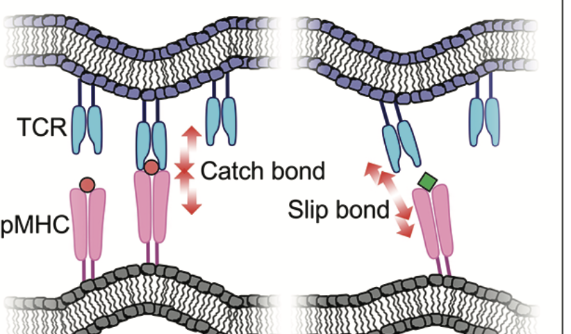 The Biomechanics of Immune Dysfunction