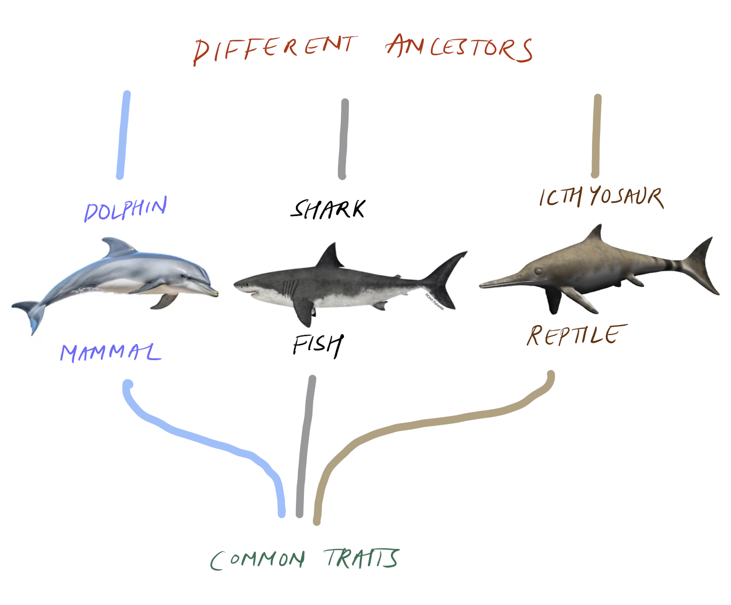 Why Dolphins Look Like Sharks? - by Aditya Sharma