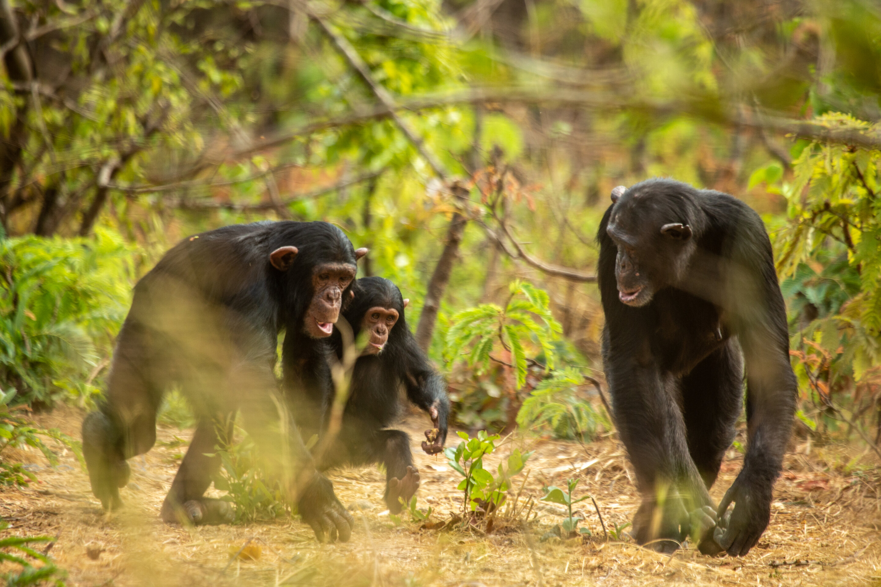 Sex, Power, and Peace: How Bonobos and Chimpanzees Reveal Our ...