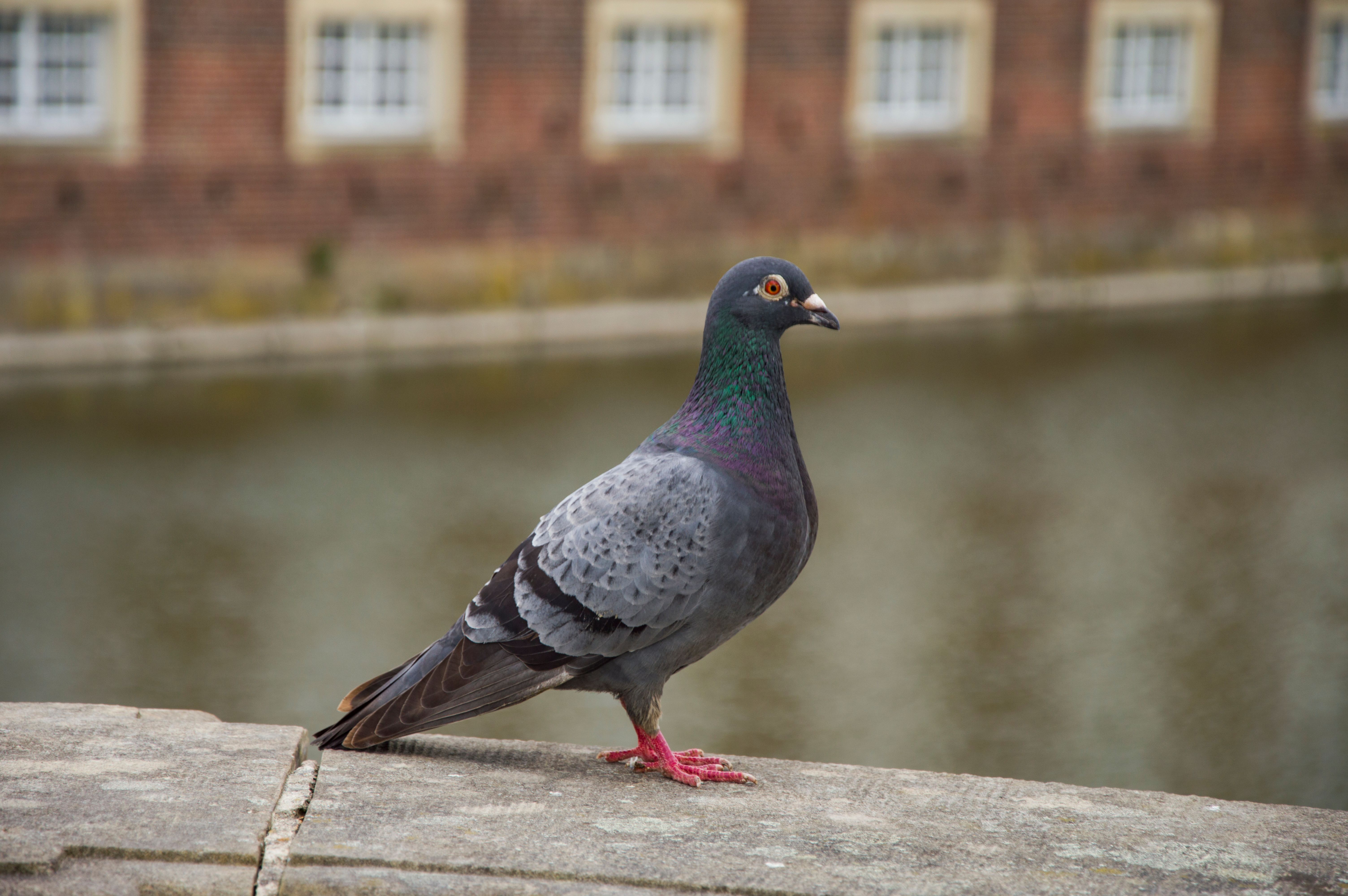 Why Pigeons Bob Their Heads When They Walk - by Chris Young