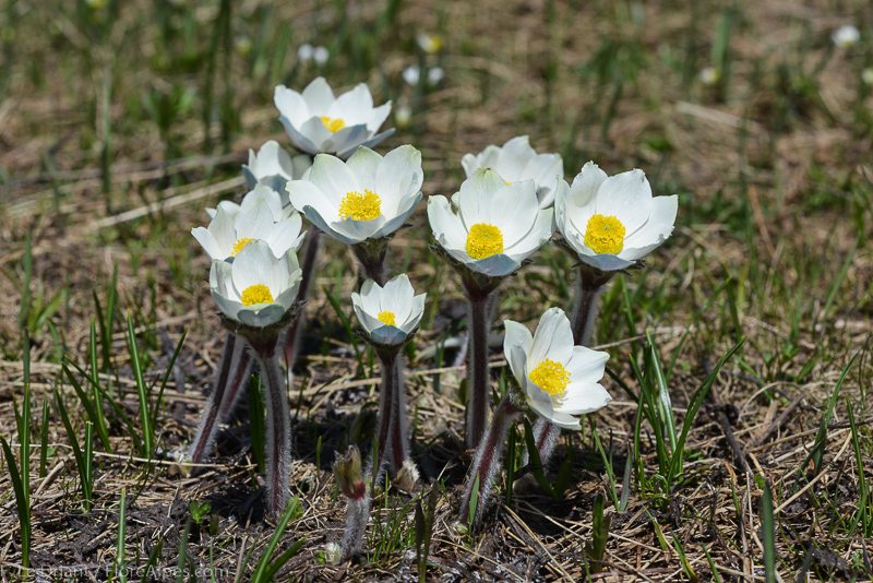 All the plants in the Alps - by Anne Thomas