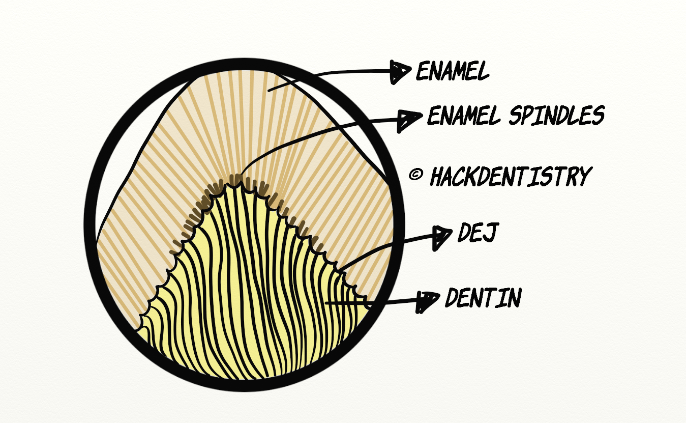 Structural features of enamel (Note) - HackDentistry