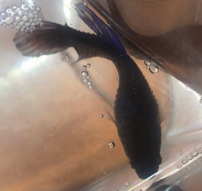 Treating Dropsy in Bettas - by Jessie Lynn Billington