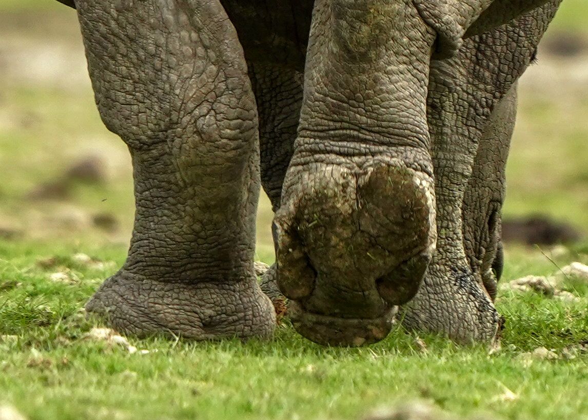 The Power of Three: Why Some Perissodactyls Still Have Three Toes