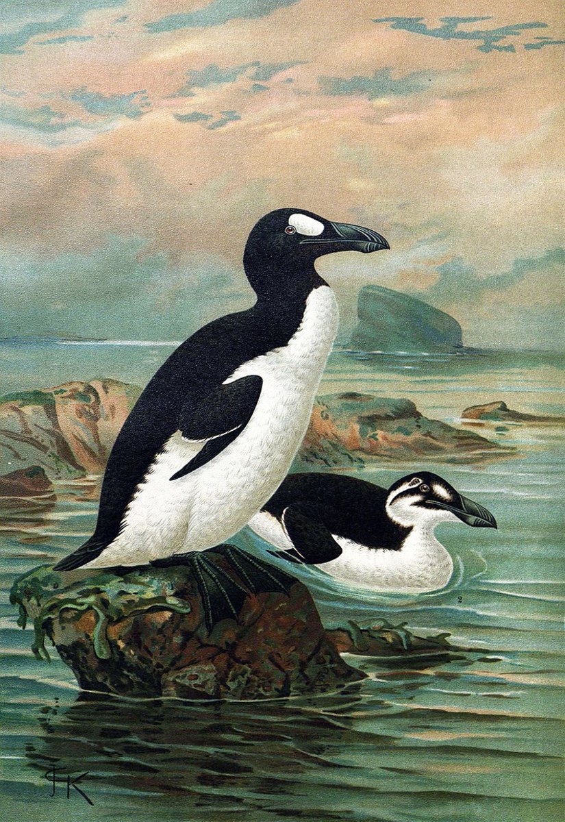 The Great Auk: Vanished Seabirds of the Atlantic