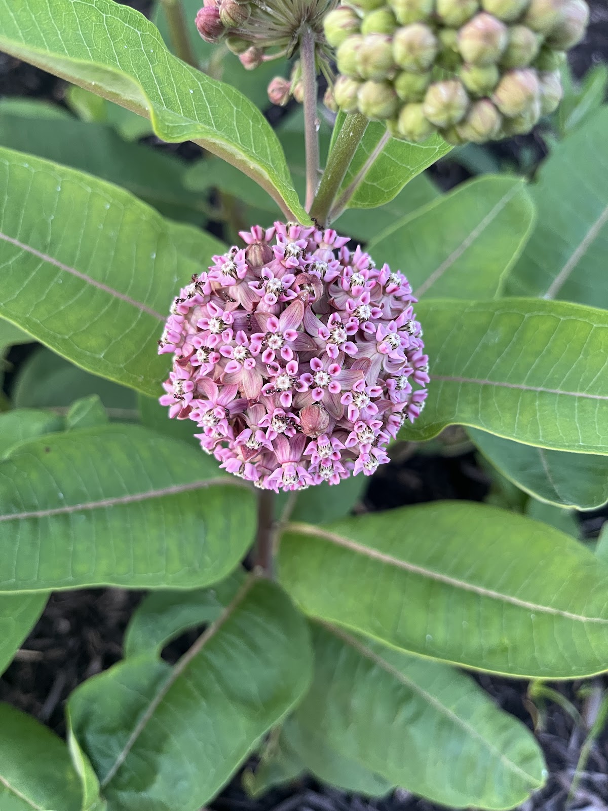 What Is Homegrown National Park? - Backyard Berry Substack