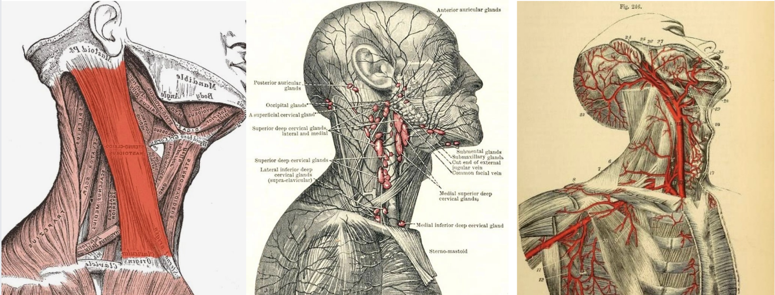 Neck Guide: release tension, remodel fascia, lift the face, slow aging ...