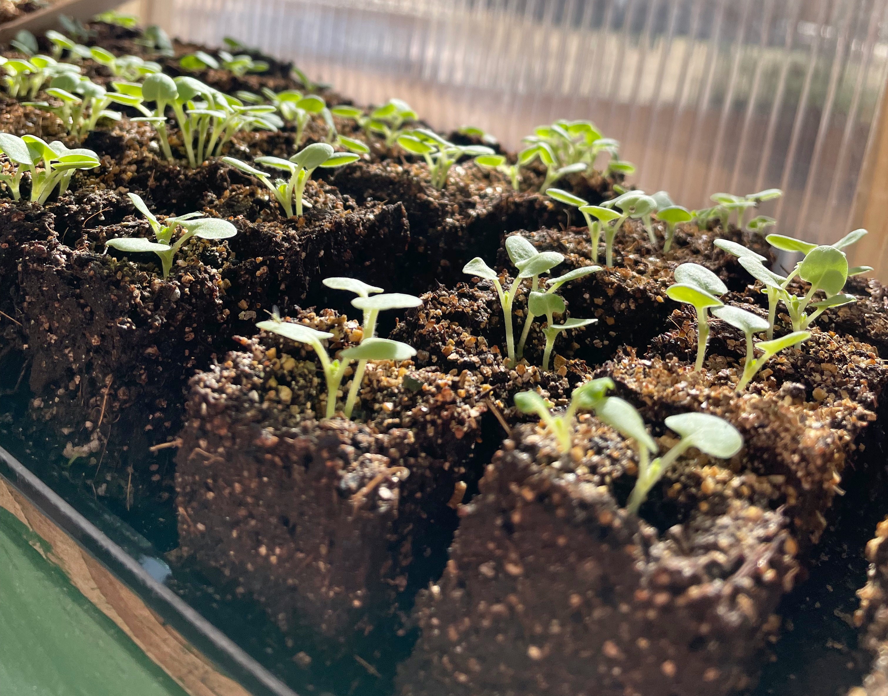 Starting Your First Garden: A Complete Guide for Beginners