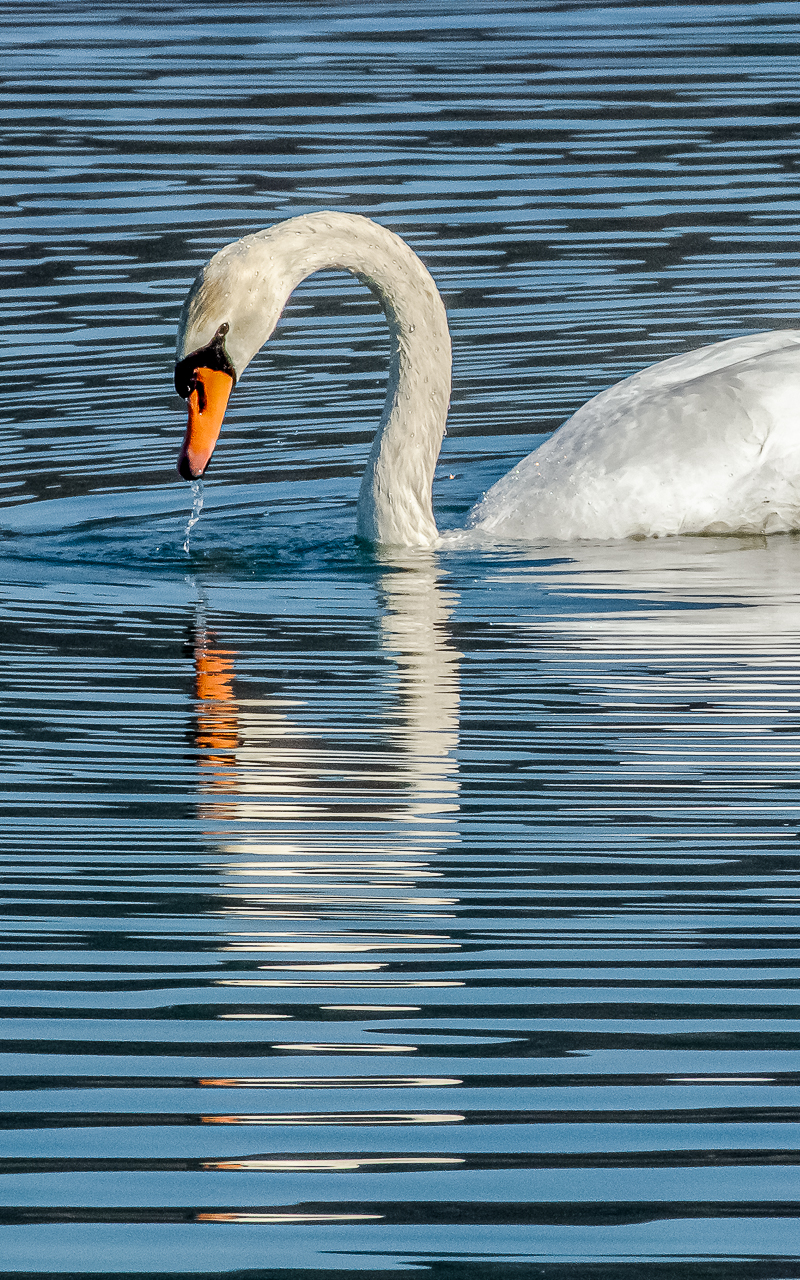 Note by Jack McNulty on Substack: "Birds reflecting on how they look… My submissions to @Patrik ...