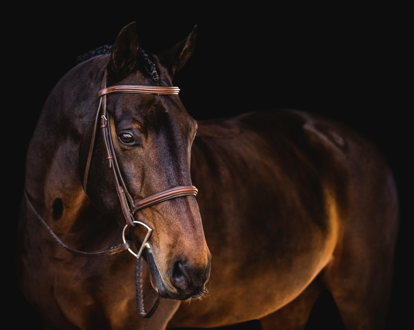 English vs. Western Riding: What’s the Difference?