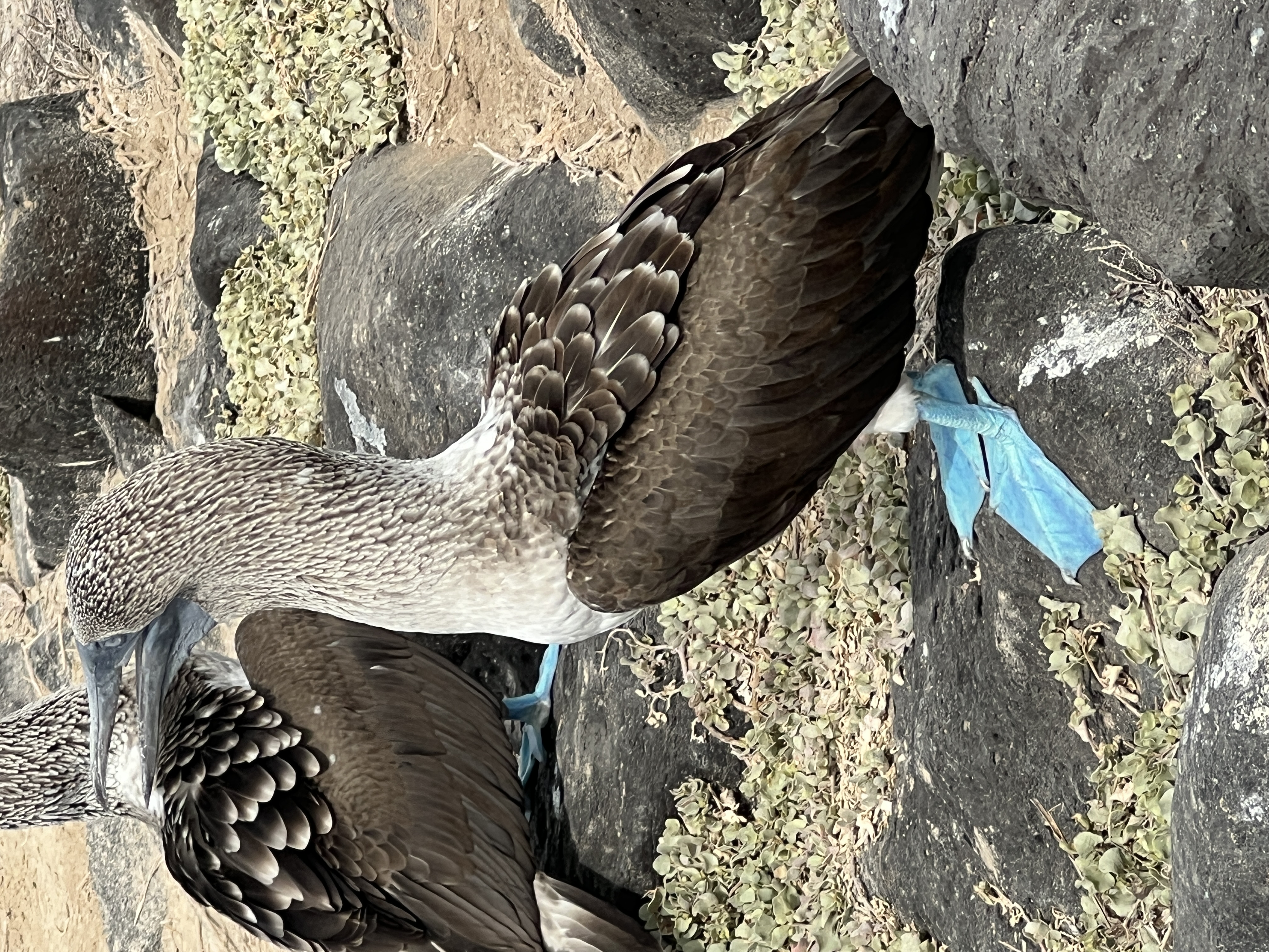 Galápagos Islands: Evolution, Biodiversity and a Living Laboratory of ...
