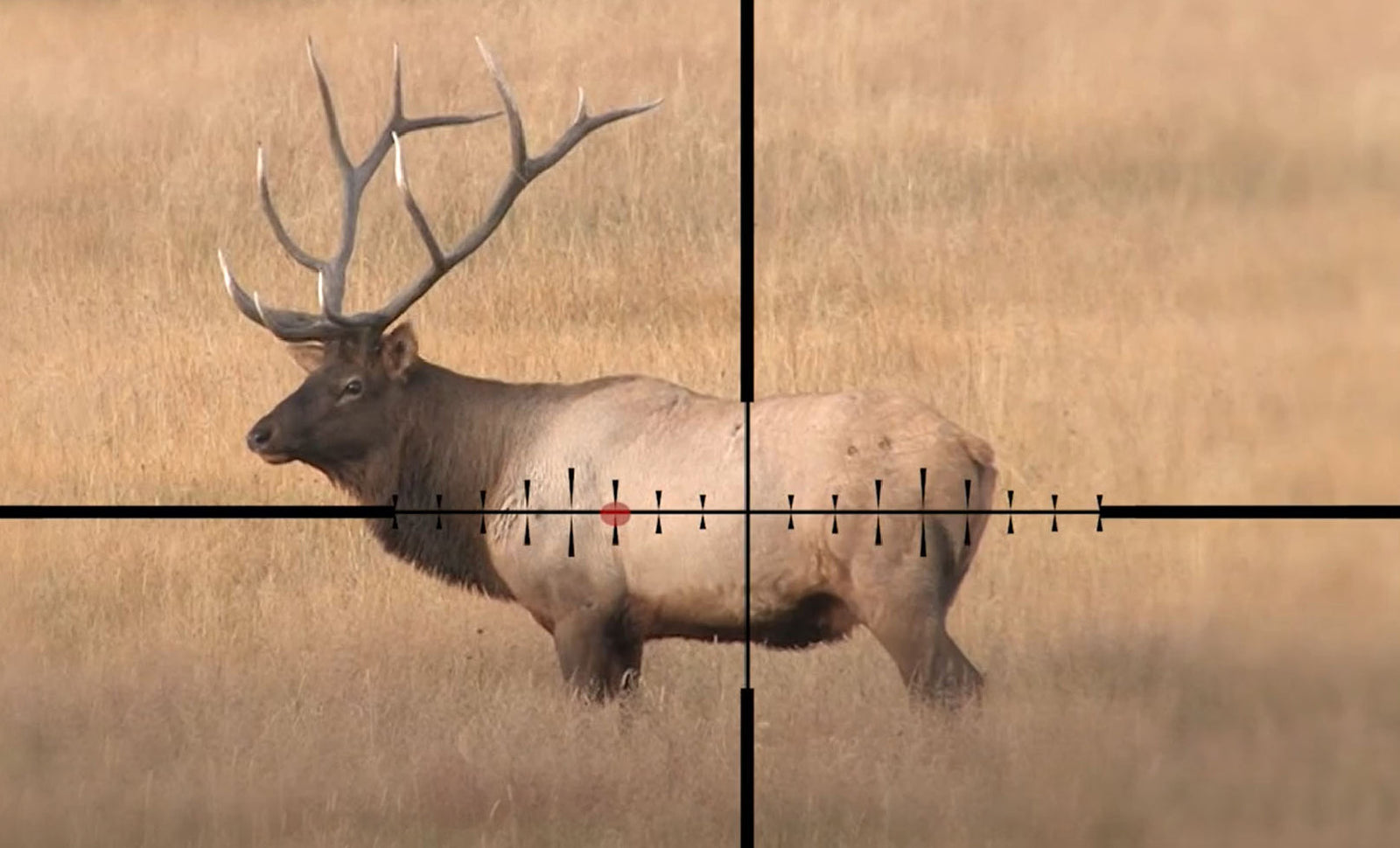 Why is hunting as a sport perfectly legal, but animal abuse is not?