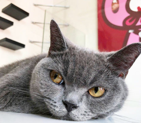 INTERVIEW: Japanese Artist Mori Chack Talks About GLOOMY BEAR!