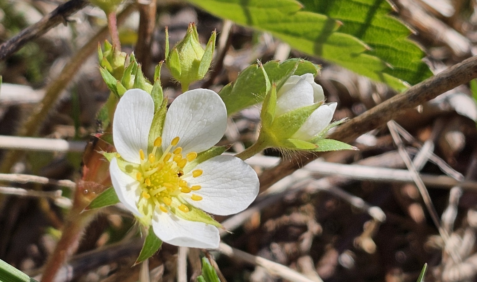 The rose family (Rosaceae) - Plants in Plain Language
