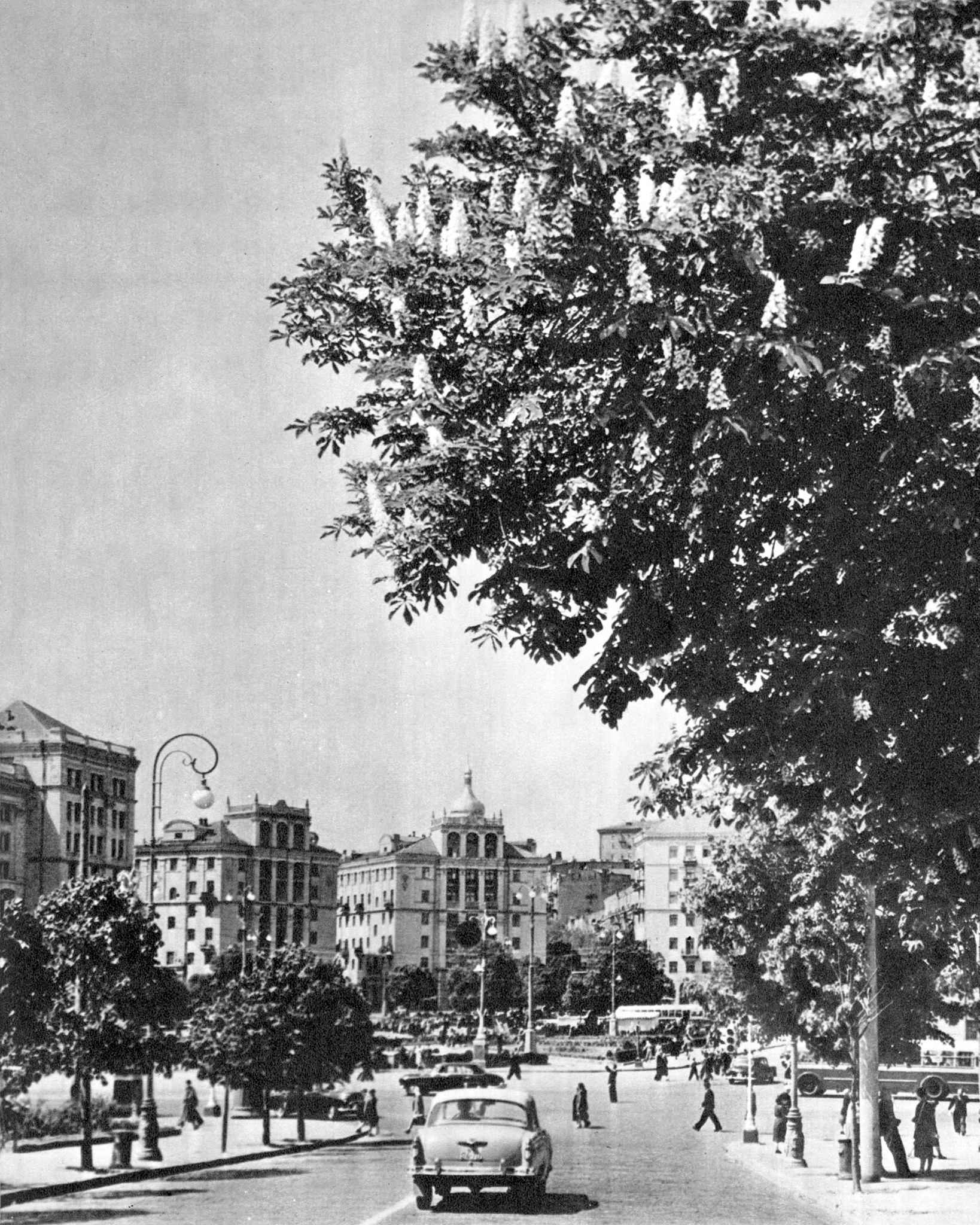 How chestnut trees became a symbol of Kyiv