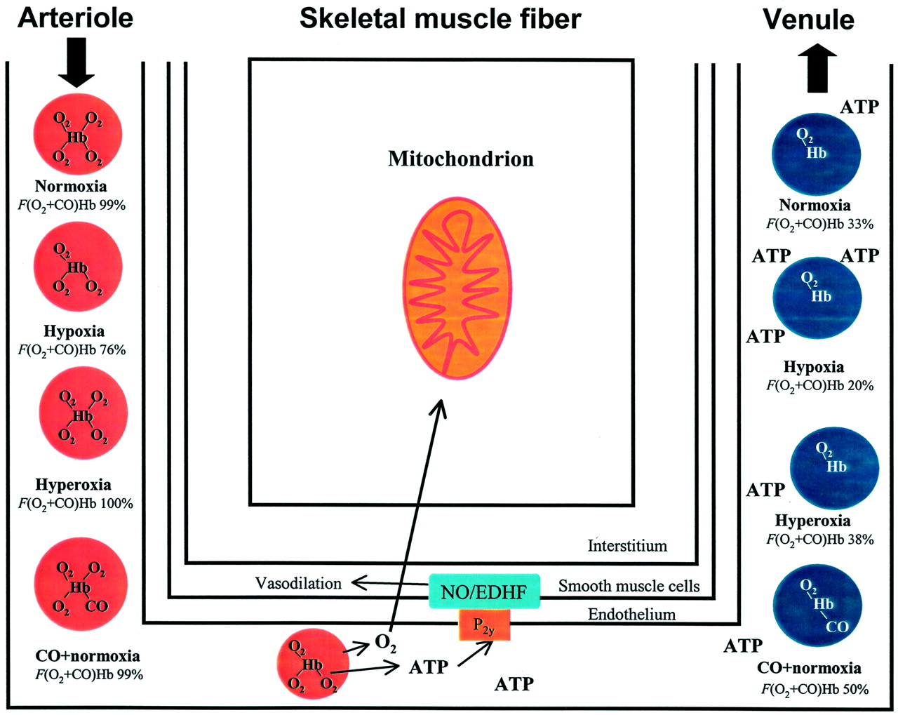 Is the Heart Really a Pump? New Perspectives on Cardiovascular Physiology