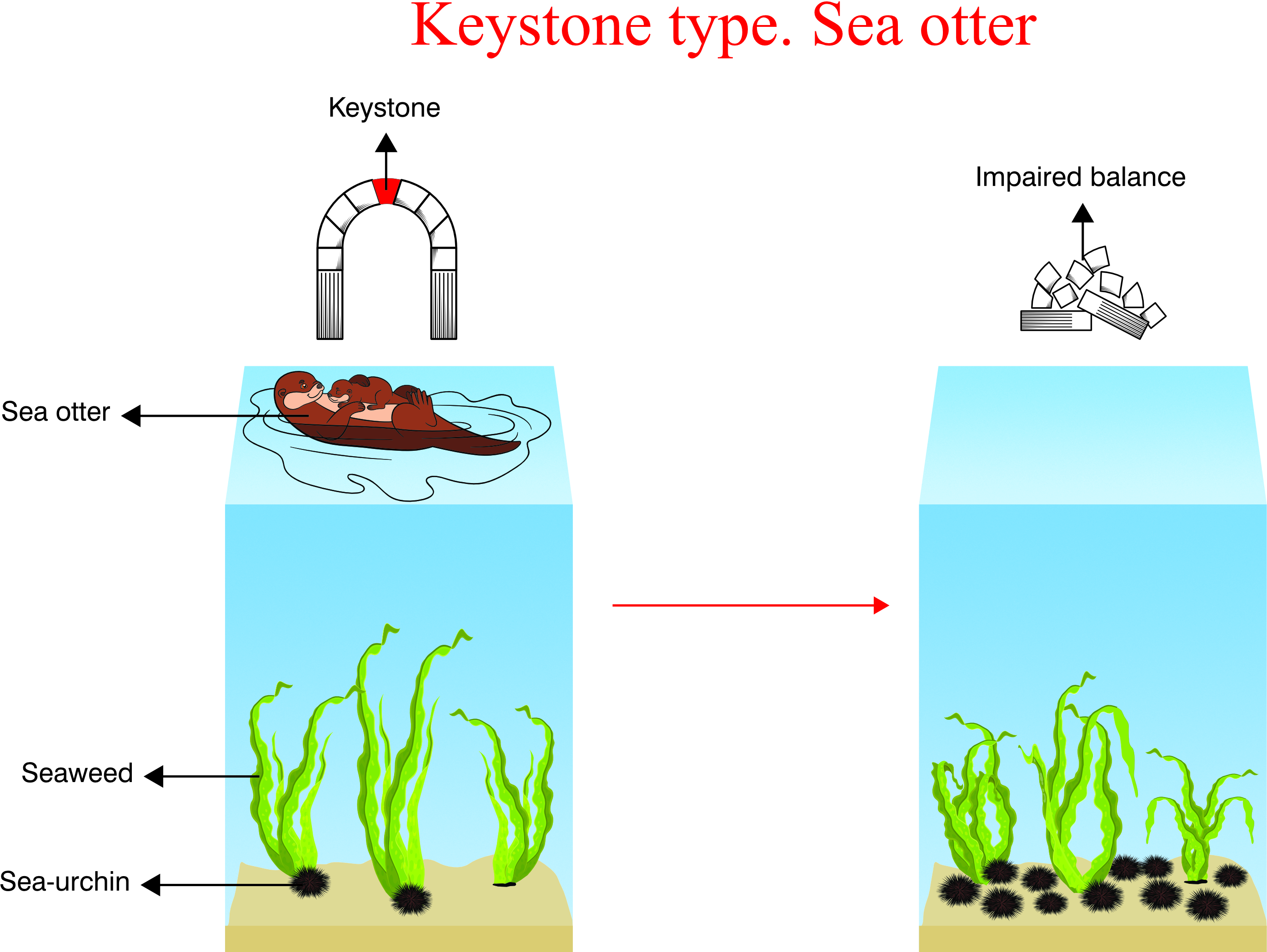 11: The Role of Keystone Species in Ecosystem Stability