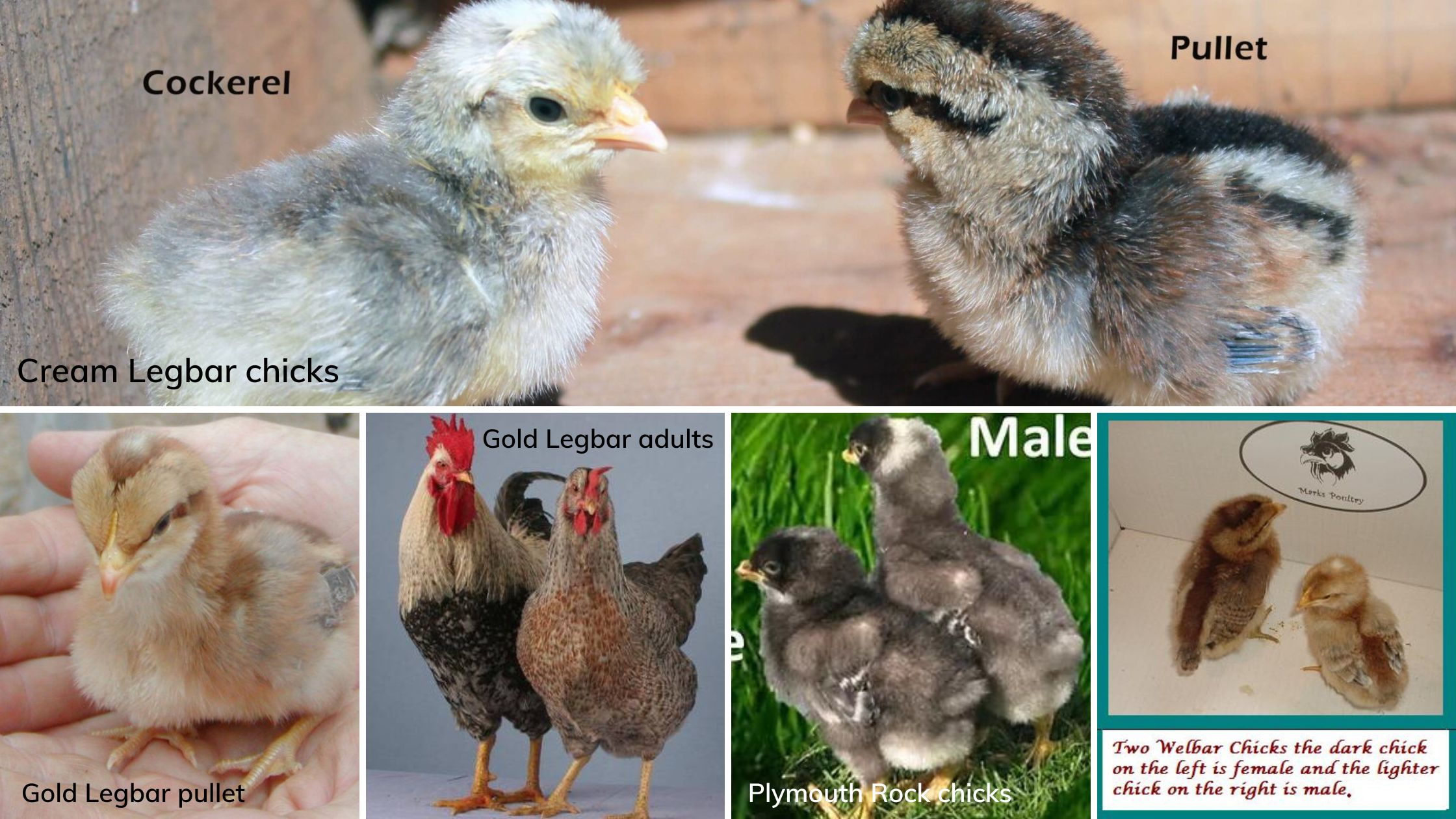 Autosexing Poultry Breeds By Fiona