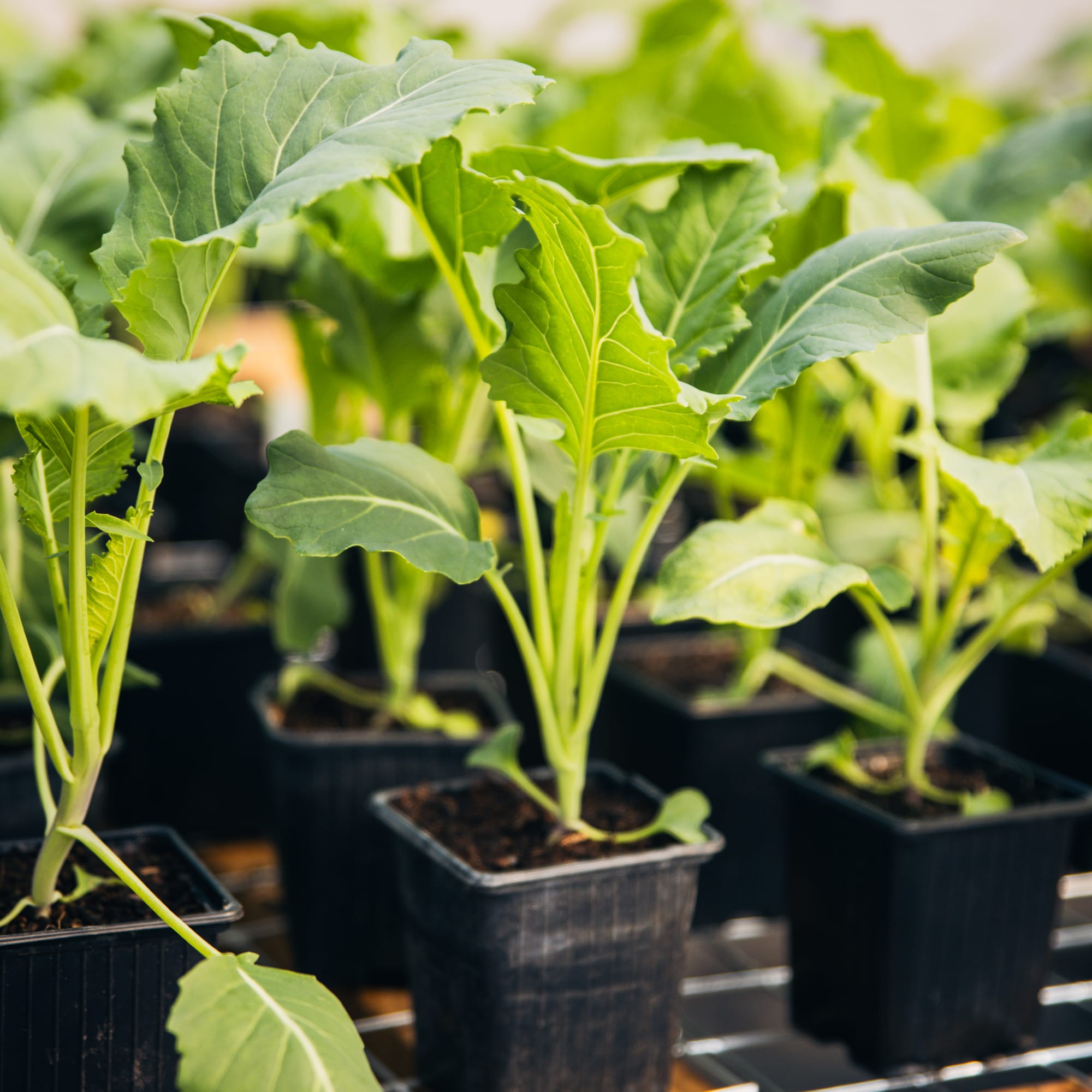 The Must-Try Perennial Broccoli - Dyfi Plants