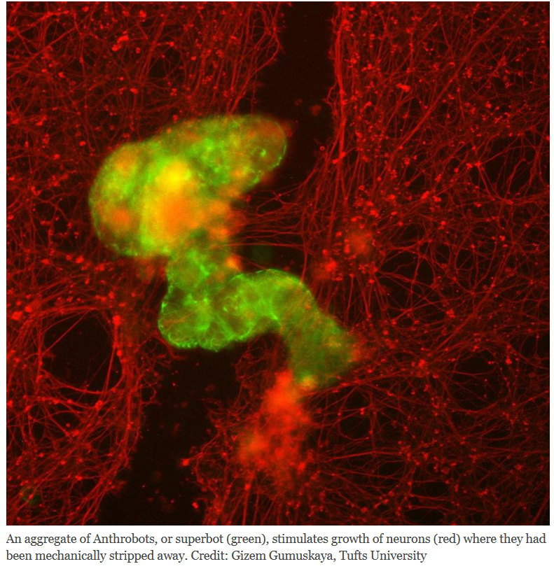 Artificial Intelligence Designed Xenobots 3.0: The World's Self ...