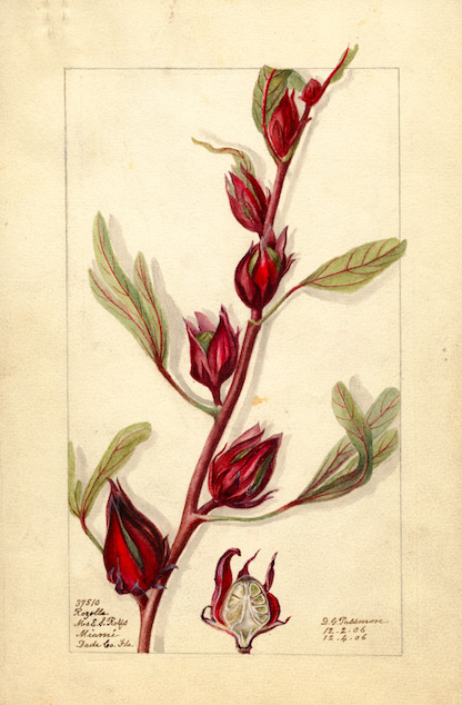 AUGUST 2024 BOTANICAL OF THE MONTH ~ HIBISCUS ~ Hibiscus sabdariffa