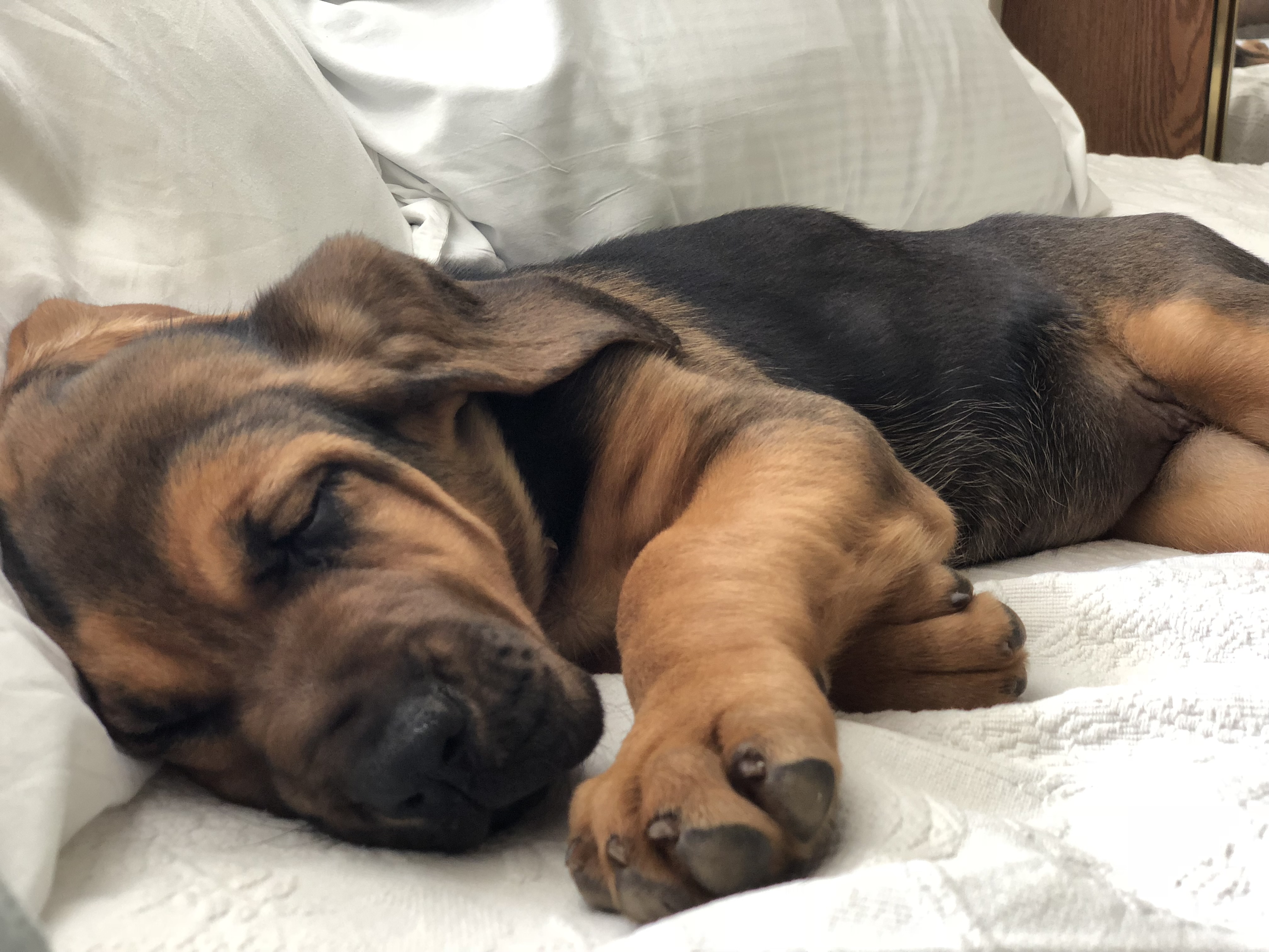 Scents and Sensibility: A Bloodhound’s Guide to the Universe – American ...