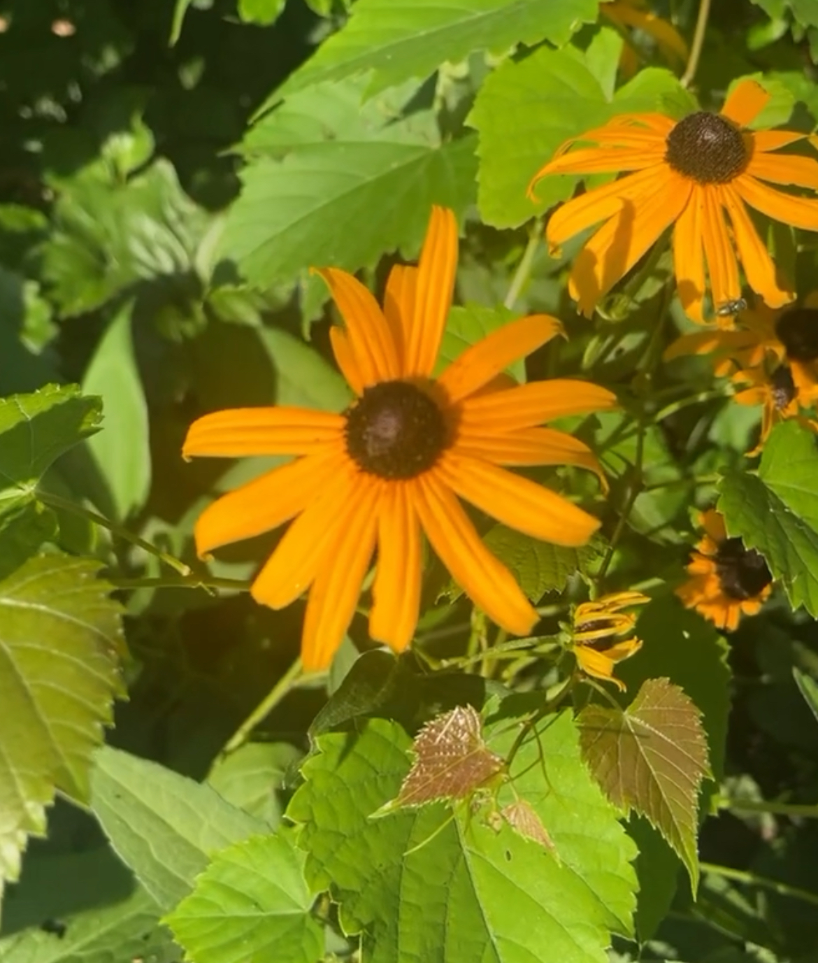 What Is Homegrown National Park? - Backyard Berry Substack