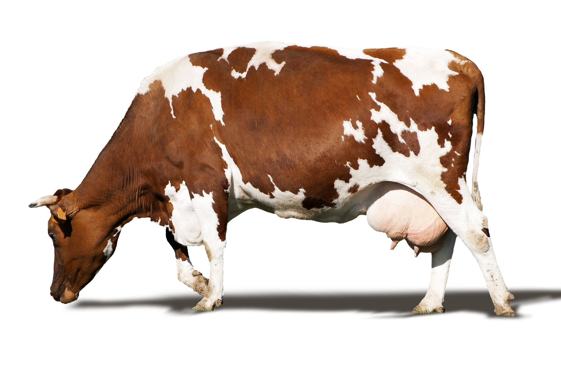 The Truth About Dairy: Why the 'Humane' Label is Misleading