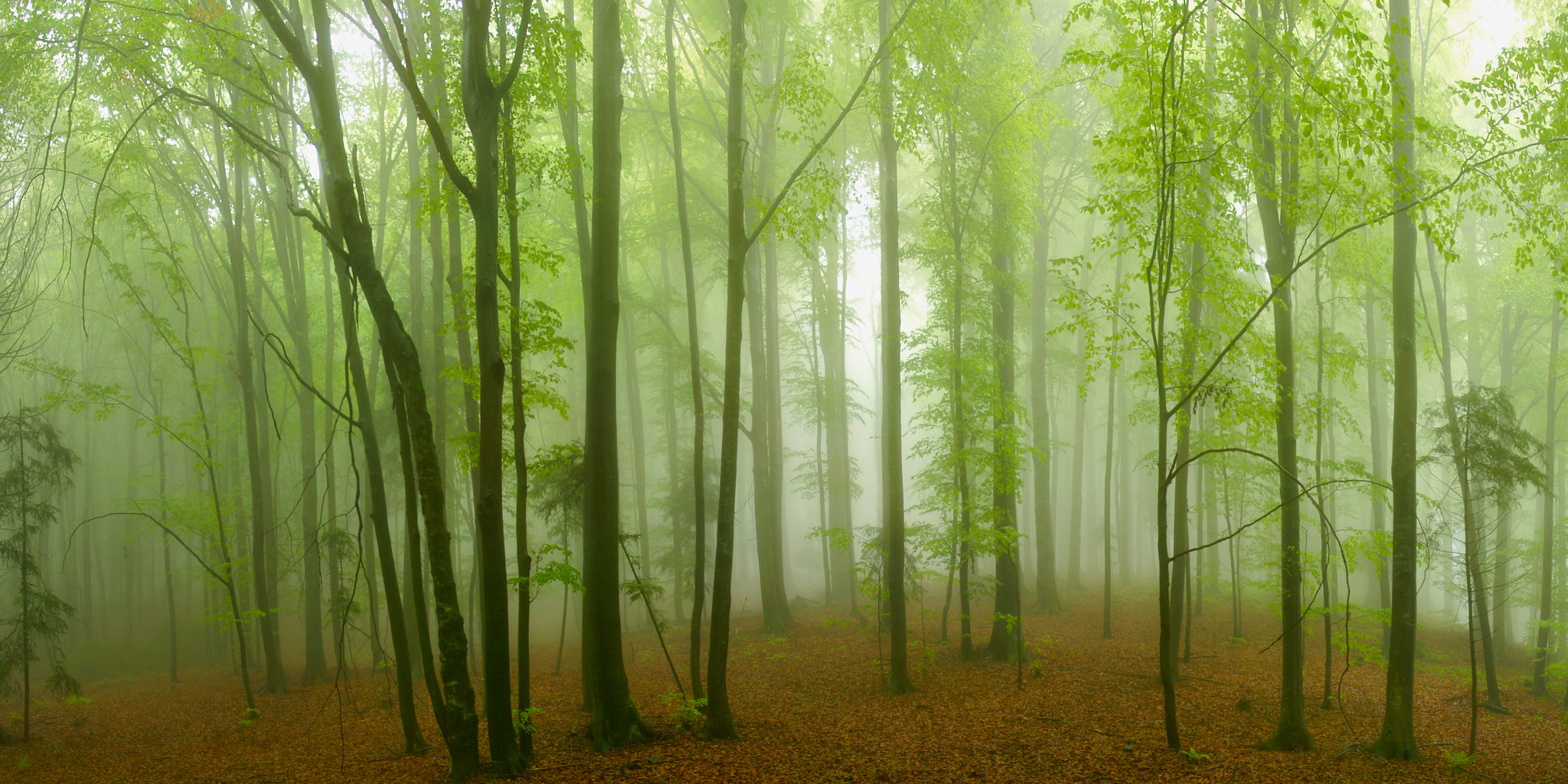 The Four Major Types of Forests Around the World