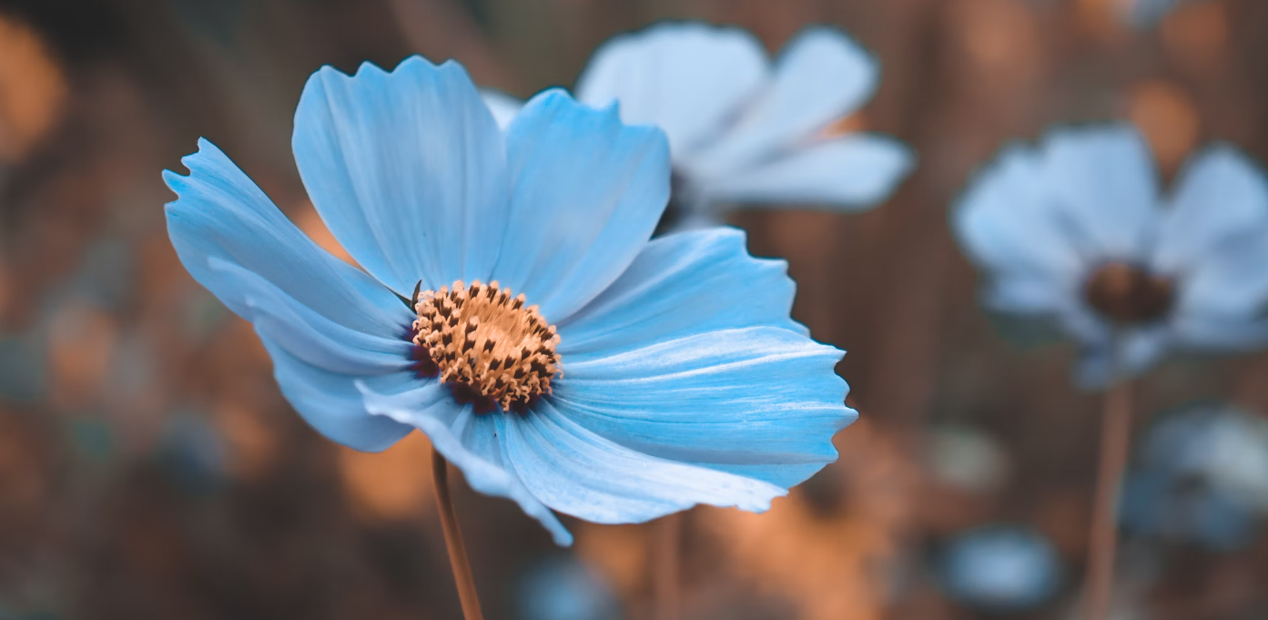 The Power of Blue: Why Nature’s Rarest Color Holds the Key to Vibrant ...