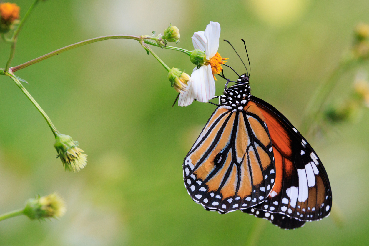 🦋 The Cocoon Isn’t Nothing (It’s Holy Work)