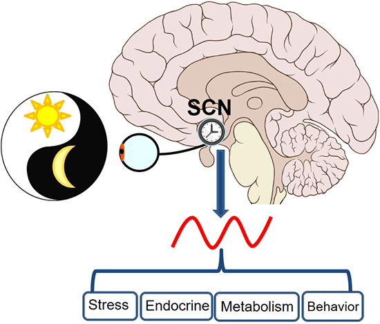 The Neuroscience Behind Sunlight's Benefits: A Ray of Hope for Mental ...