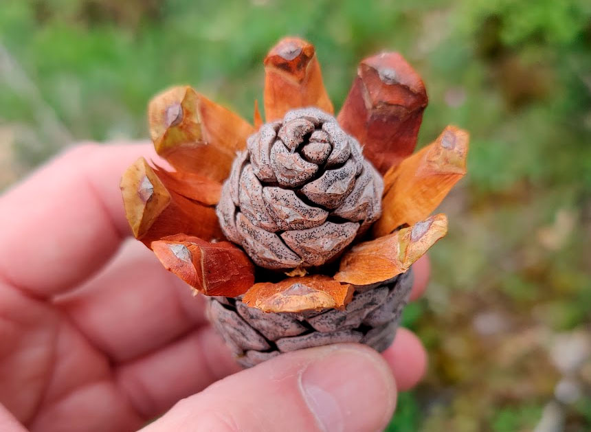 Pine Cone Bird - Rob Ives Workshop Notes