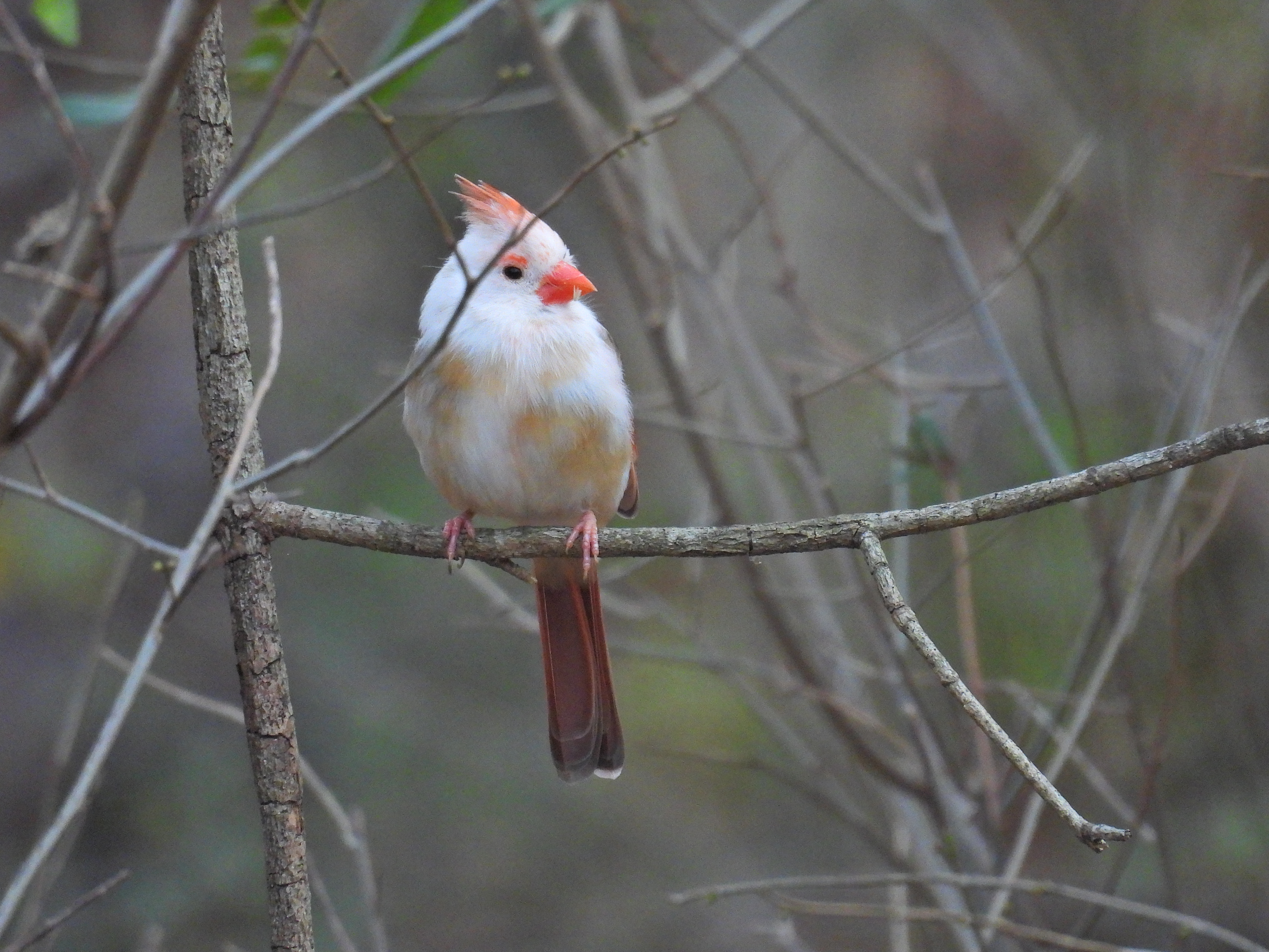 Meet Leucy - the Leucistic Northern Cardinal