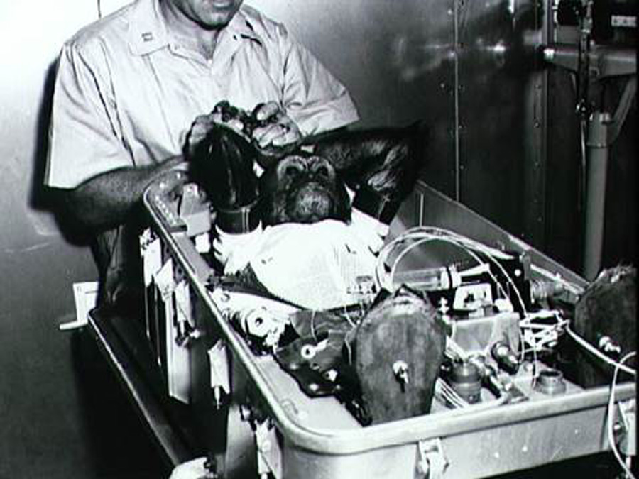 Oliver the “Humanzee”: The Chimp Who Walked Like Us - and What Science ...