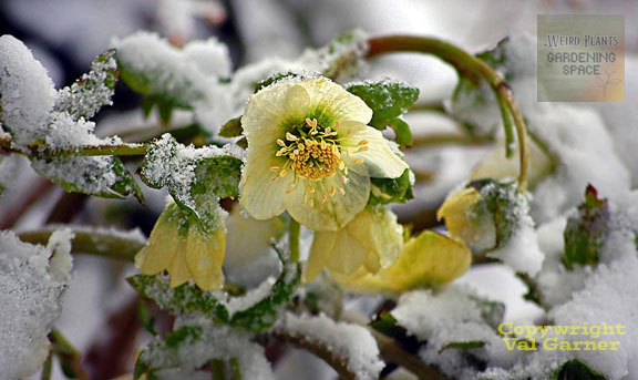 Hellebore Flowers: How to Grow, Care For, and Enjoy This Winter Beauty