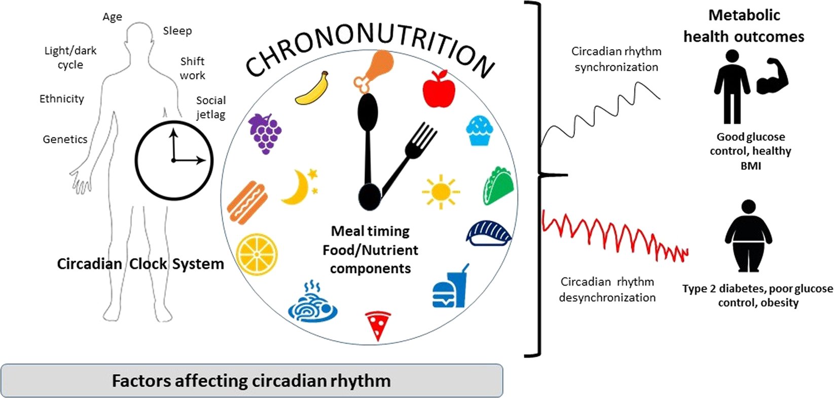 Eat with Your Clock: Harnessing the Benefits of Meal Timing