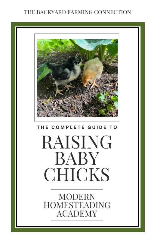 How to Raise Chicks - by Gretchen at Backyard Farming