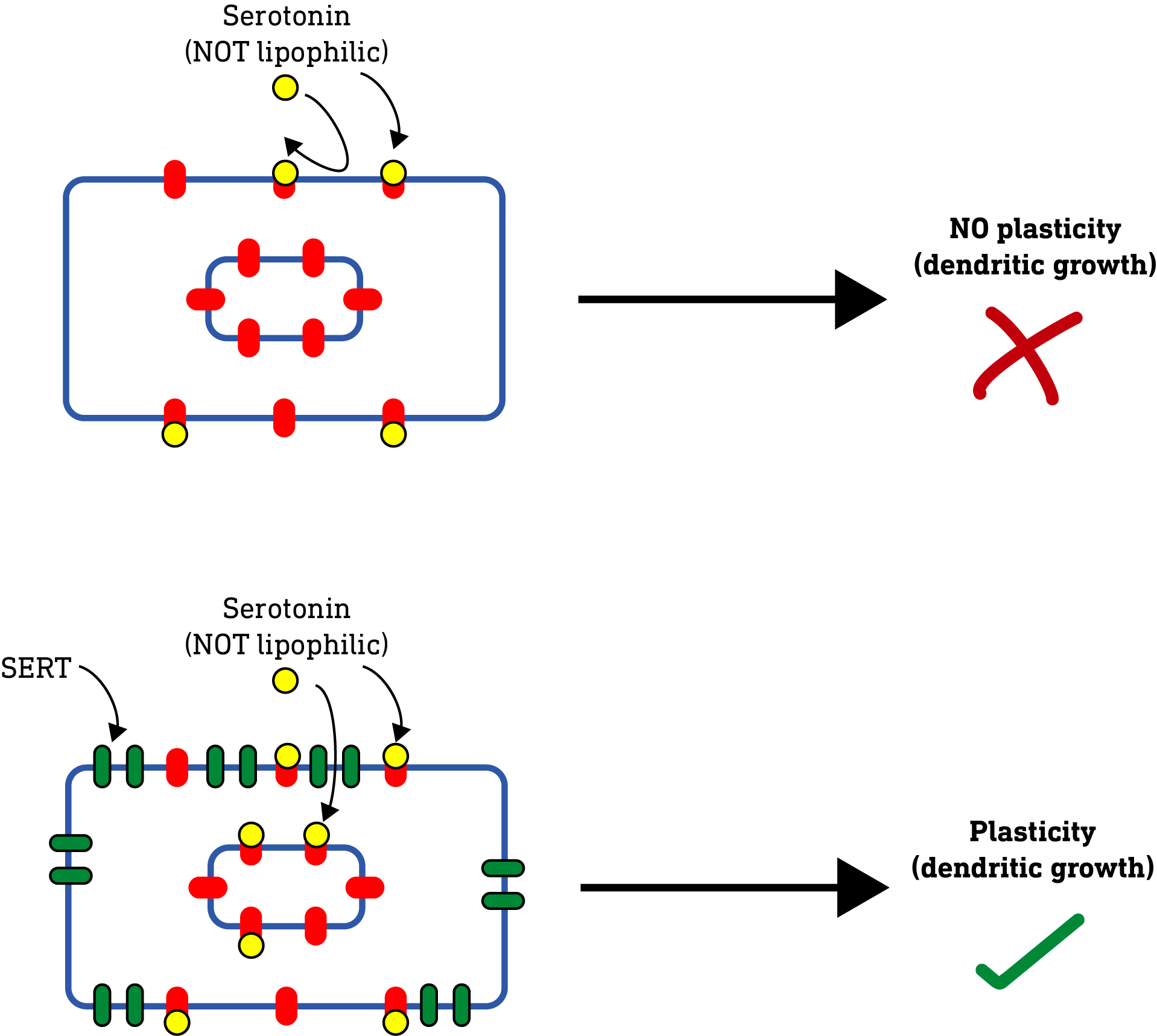 Psychedelics, neuroplasticity, and intracellular 5HT2A receptors...