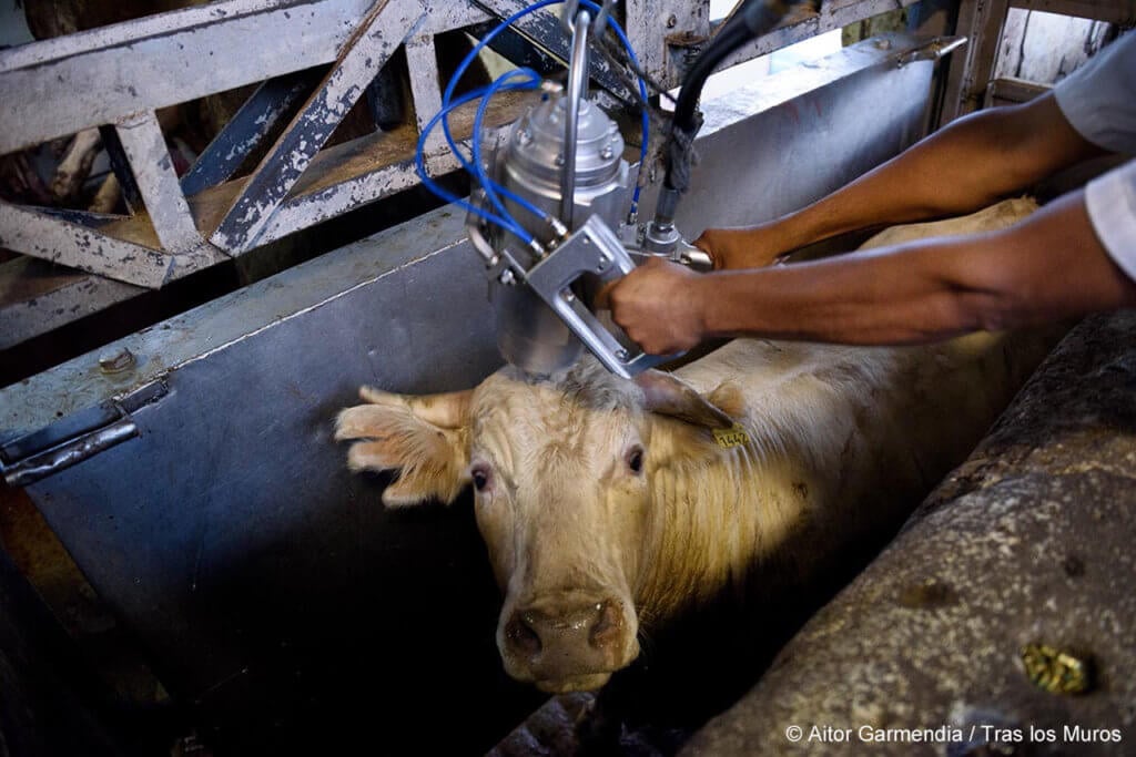 The Hypocrisy of Halal Slaughter - The David Ramms Substack