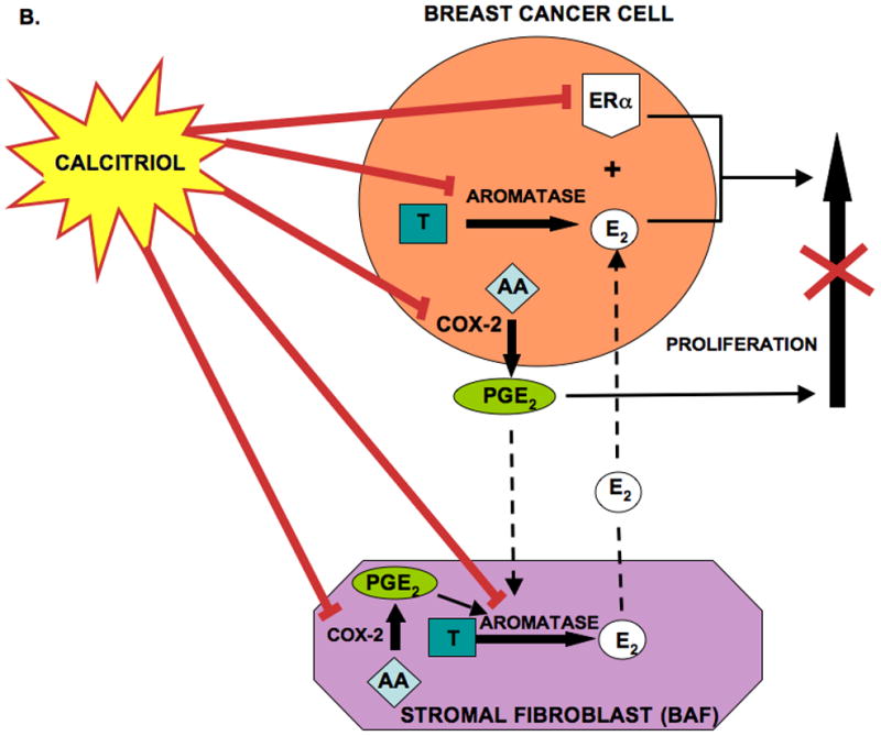 Supplements That Lower Estrogen - Hans' Substack