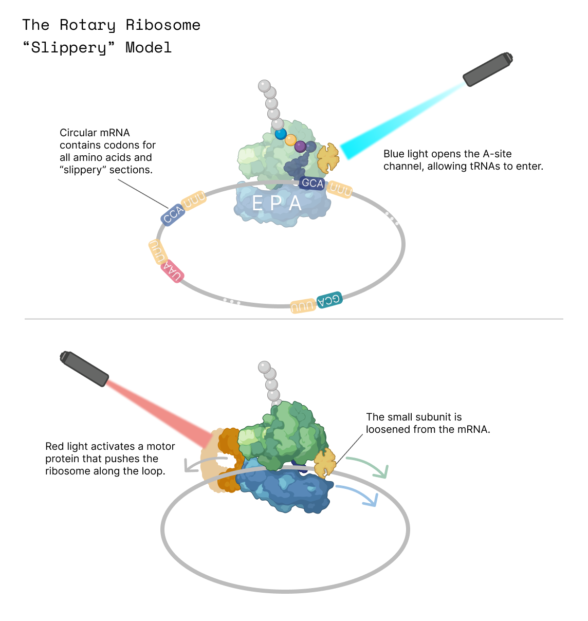 A Protein Printer - by Asimov Press and Adaptyv Bio