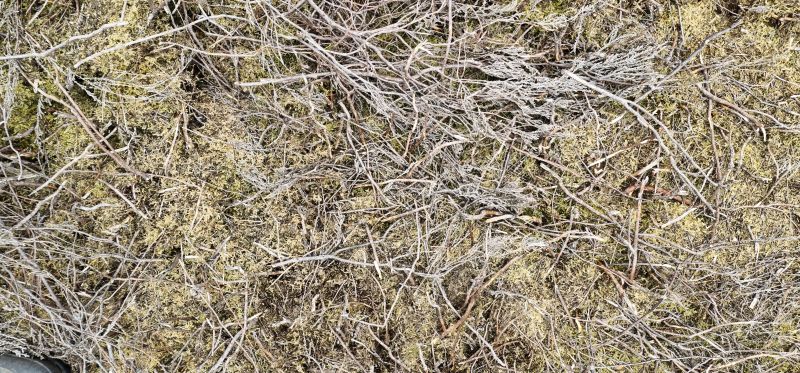 Moscar Moor: a blight on the Peak District - Protect the Wild