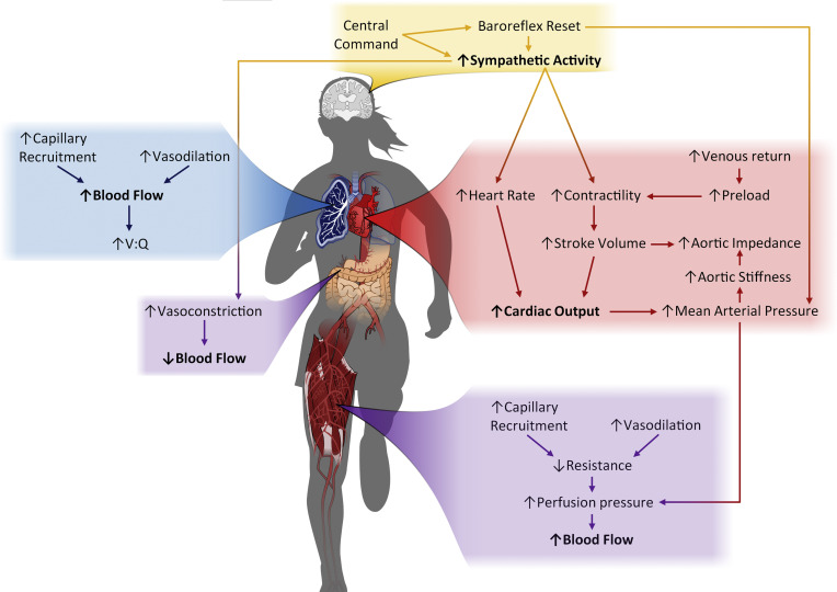 Is the Heart Really a Pump? New Perspectives on Cardiovascular Physiology