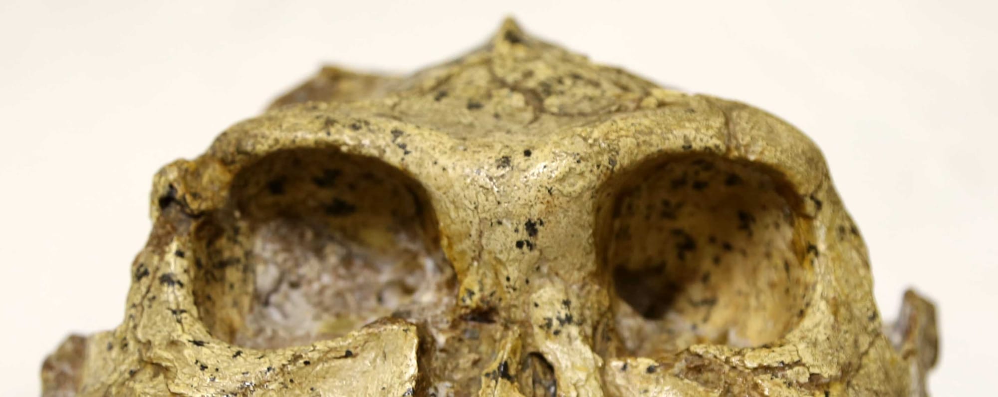 Guide to Paranthropus species - John Hawks