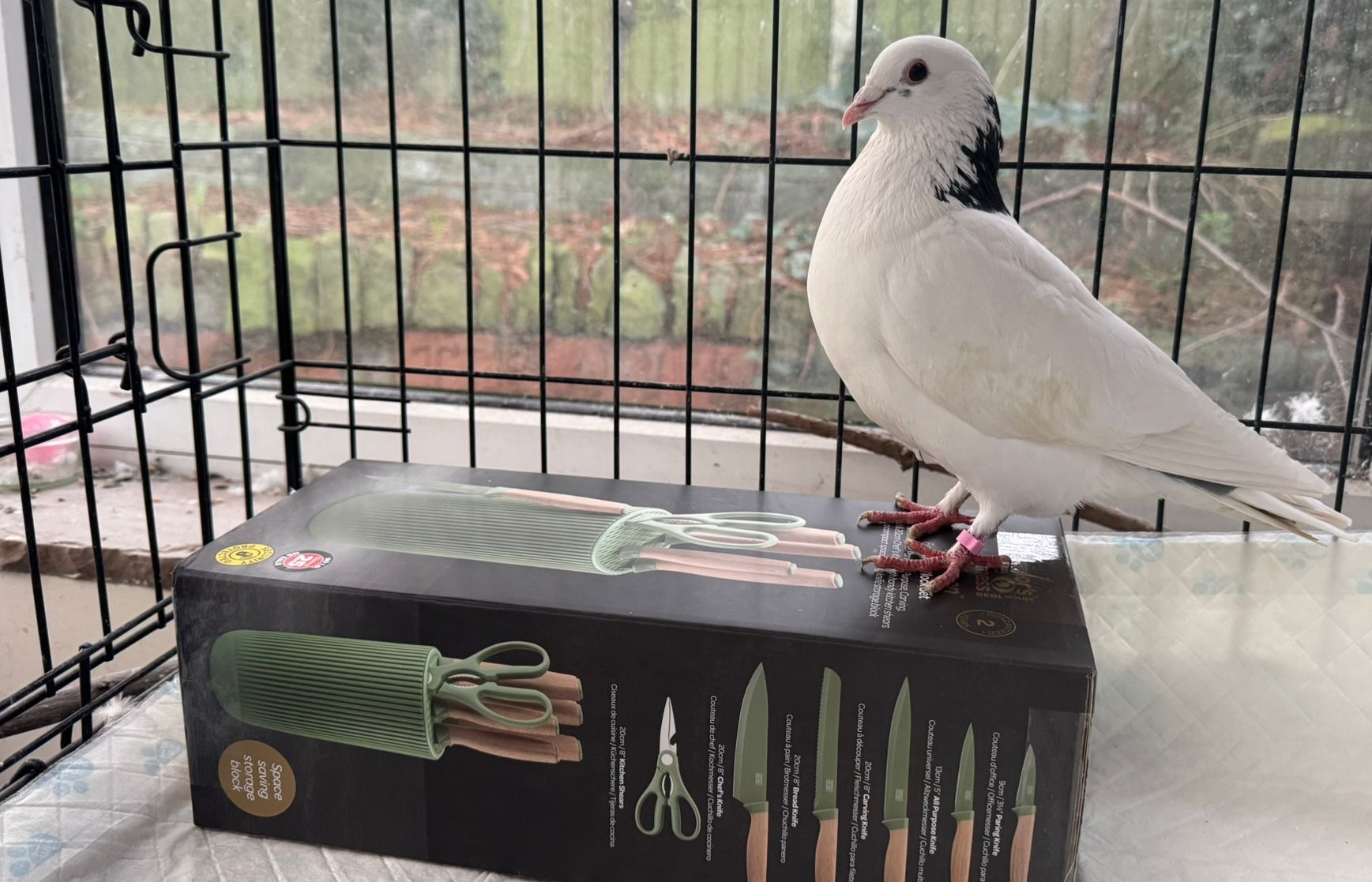 National train companies have ordered the killing of pigeons - Protect ...