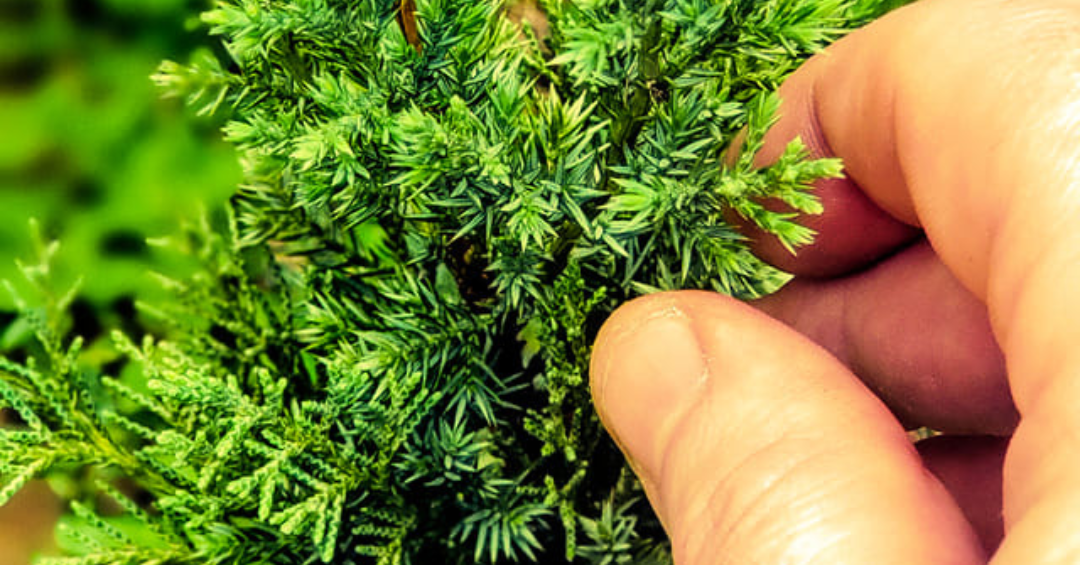 The Magickal Properties of Juniper - Sanatore Silvarum