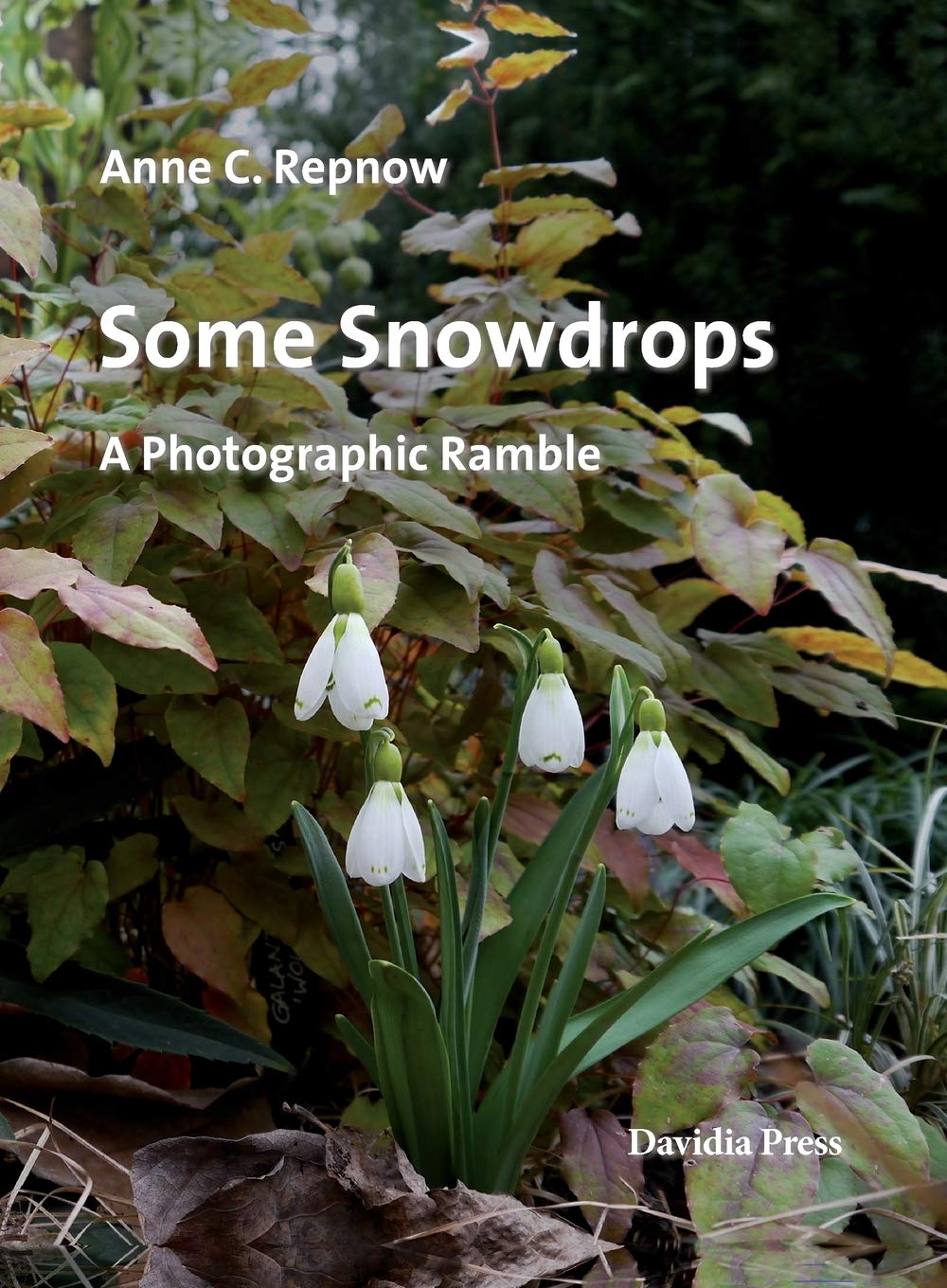 Shakespeare's Snowdrops: Galanthus Bred by Heyrick Greatorex