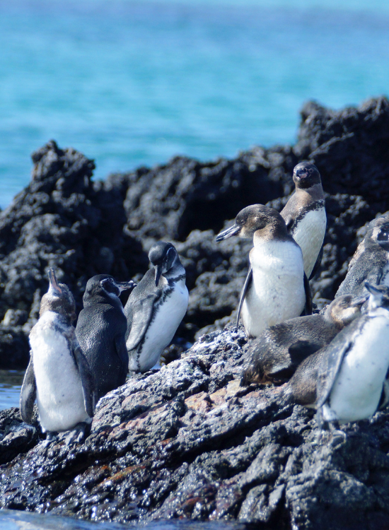 Meet the 18 Penguins of the World (Yes, There Are That Many!)