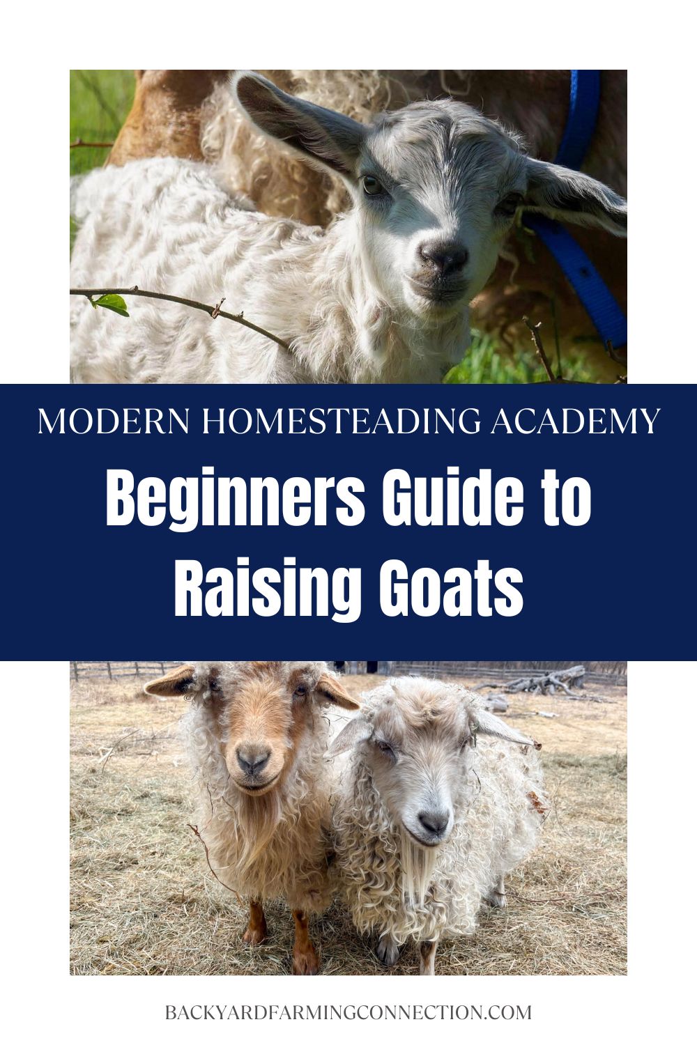 Modern Homesteading Academy Mini Course Beginners Guide To Raising Goats
